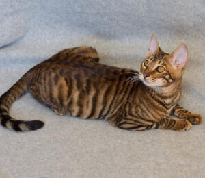 Toyger Cat Pictures | Jubalkatz.com | TICA Breed Standards
